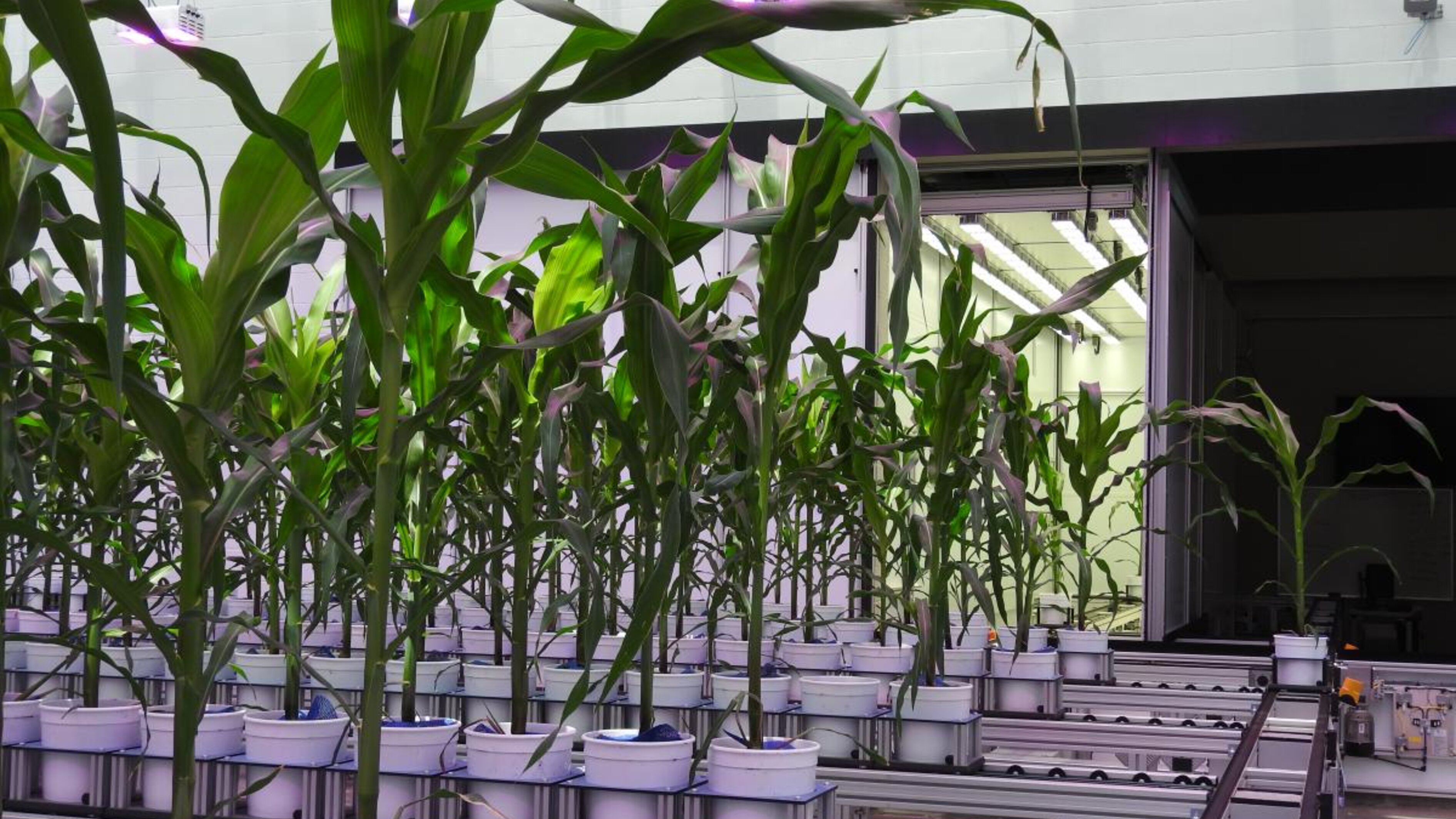 Plant Vision Initiative | Nebraska